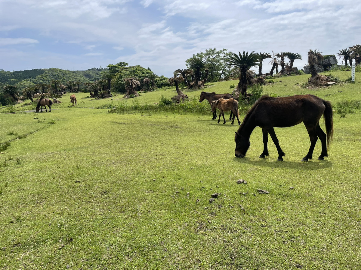 【スタッフBLOG☆さっとん#05】故郷愛、語ります。 | サジージュースのサジーワン│サジーベリー通販のSajiOne