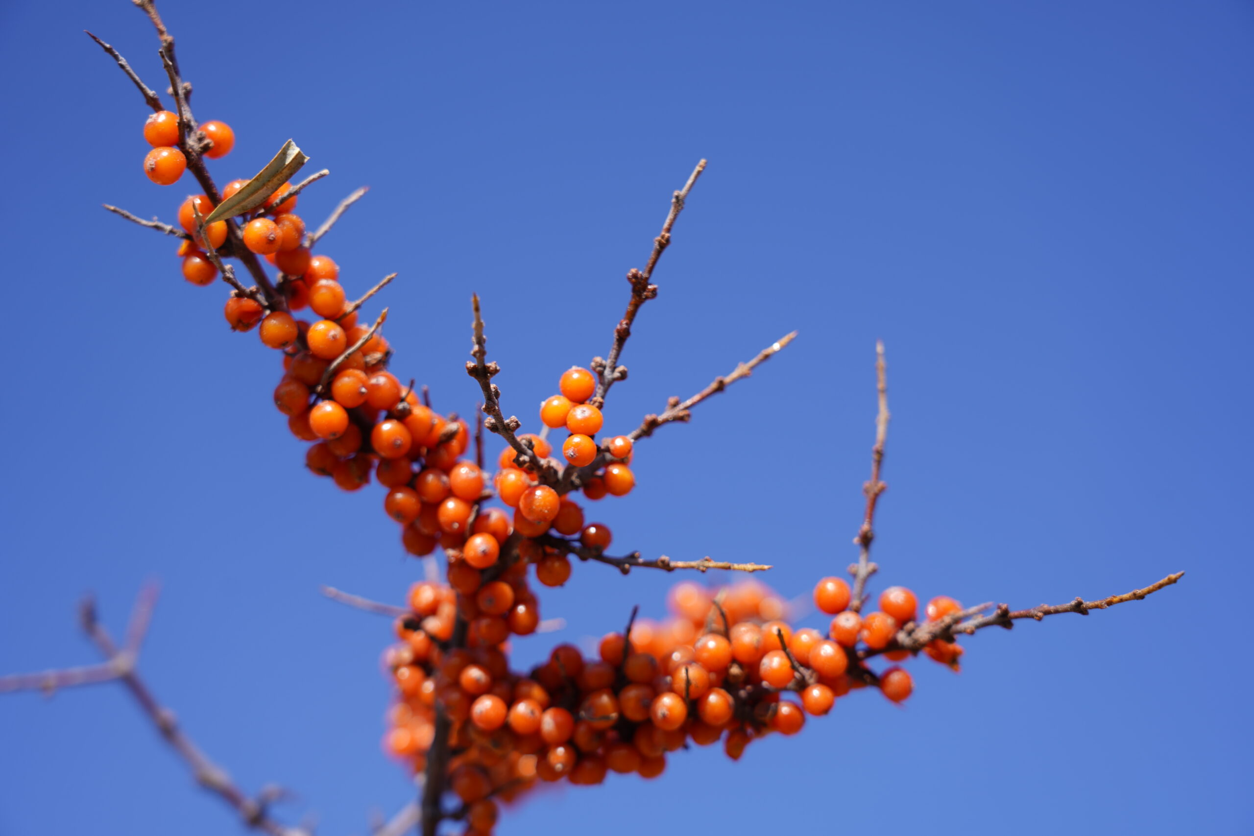 サジーとは？サジーって何？サジーベリーの豆知識をご紹介！ | サジージュースのサジーワン│サジーベリー通販のSajiOne