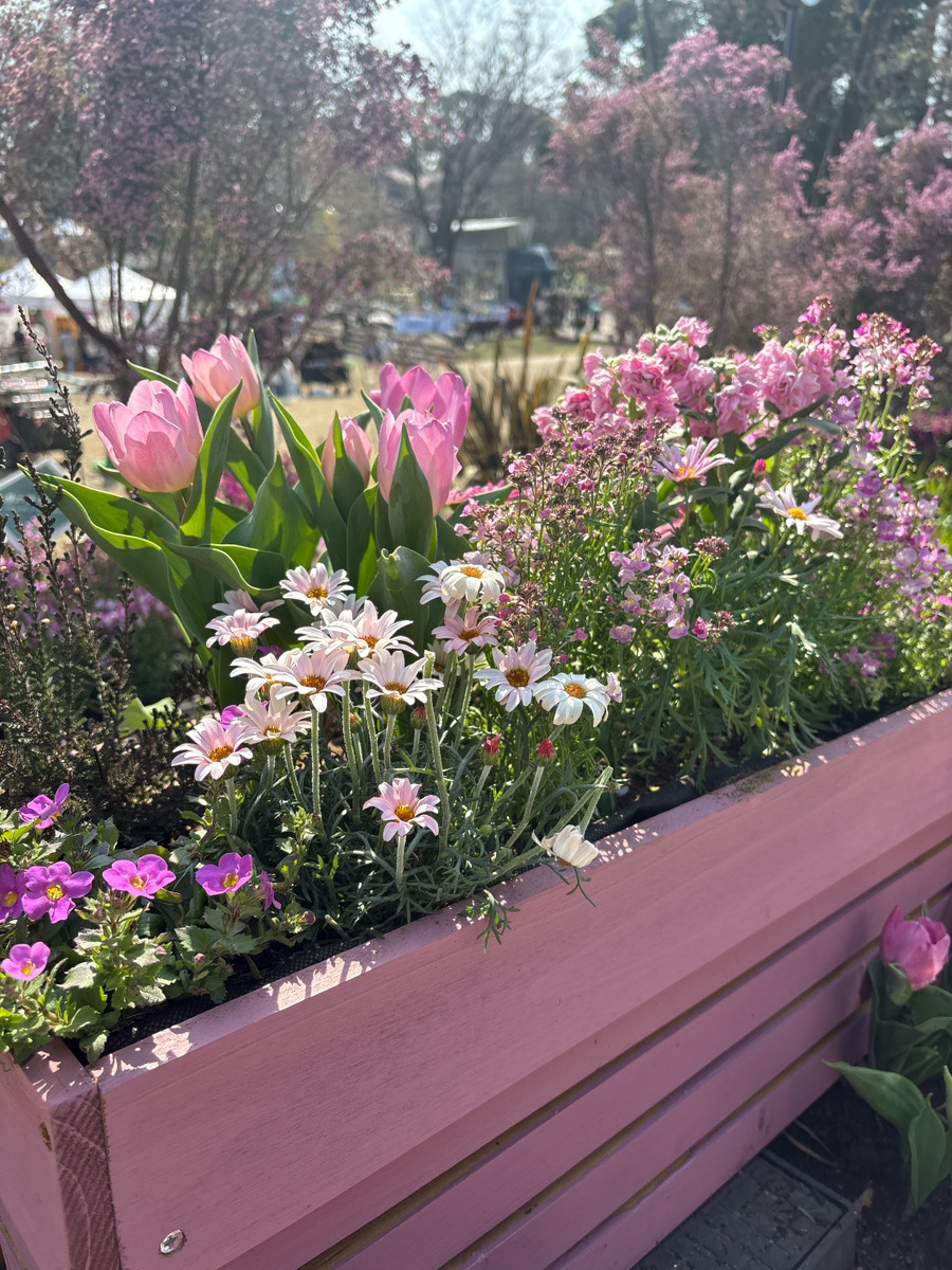 【スタッフBLOG☆はらみ#03】一足先に春を感じに… | サジージュースのサジーワン│サジーベリー通販のSajiOne