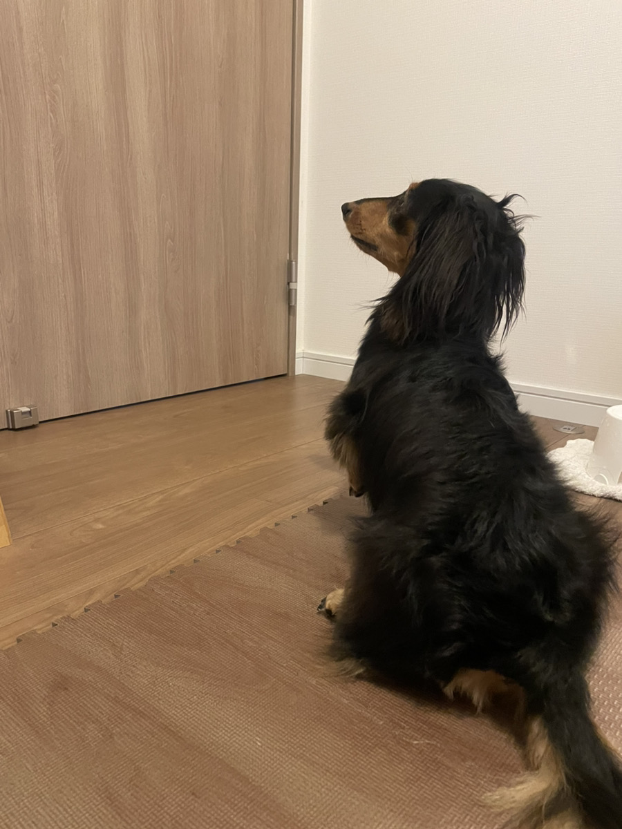 【スタッフBLOG☆さっとん#09】夏の準備始めました | サジージュースのサジーワン│サジーベリー通販のSajiOne